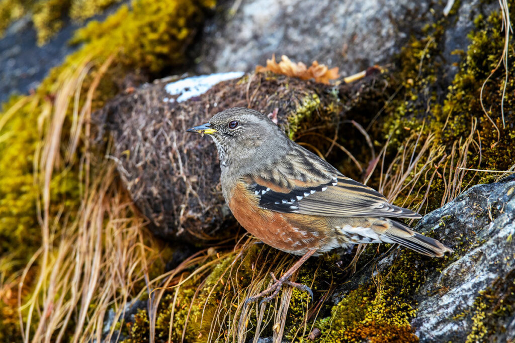 BIRDS OF SATTAL AND AROUND | Wild Kumaon Sattal