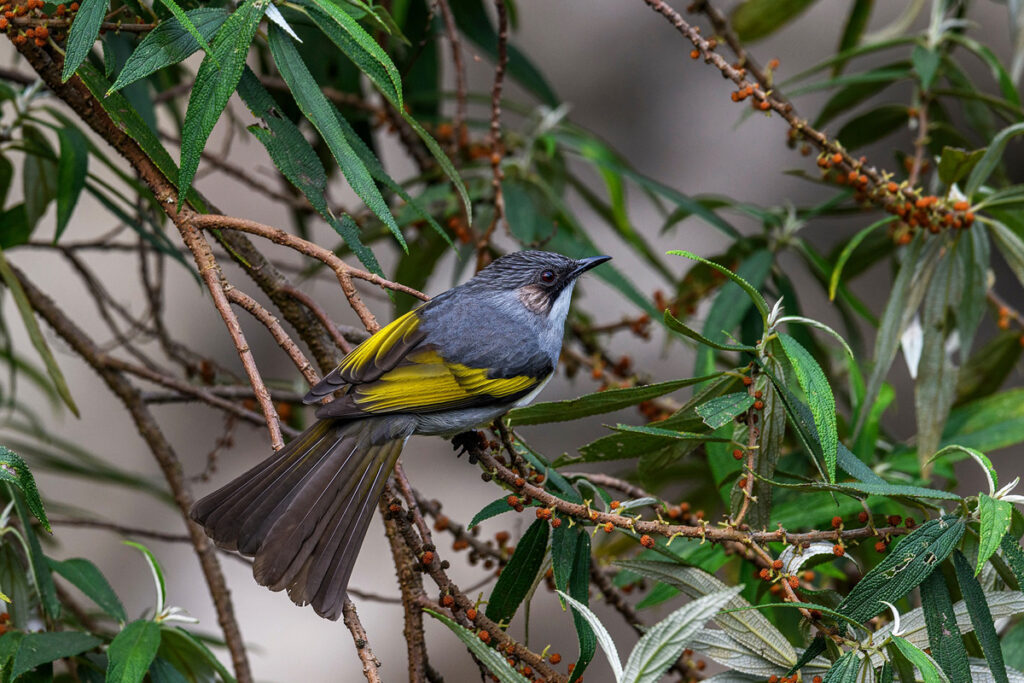 BIRDS OF SATTAL AND AROUND | Wild Kumaon Sattal