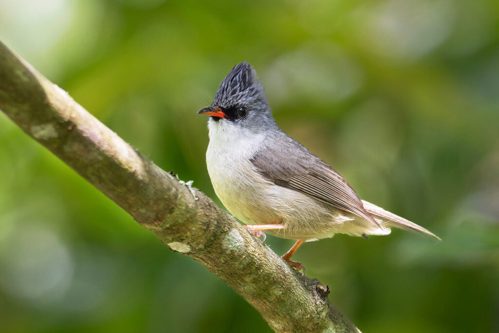 BIRDS OF SATTAL AND AROUND | Wild Kumaon Sattal