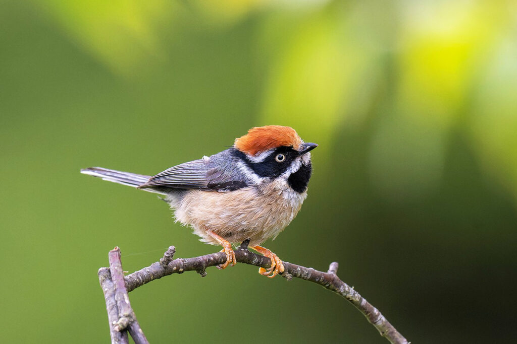 BIRDS OF SATTAL AND AROUND | Wild Kumaon Sattal