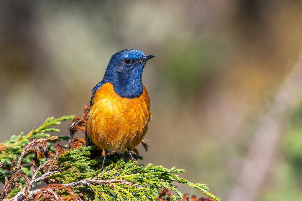 BIRDS OF SATTAL AND AROUND | Wild Kumaon Sattal