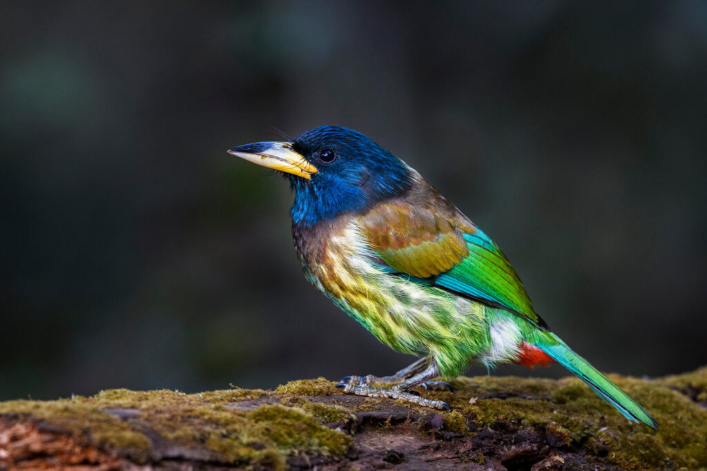BIRDS OF SATTAL AND AROUND | Wild Kumaon Sattal