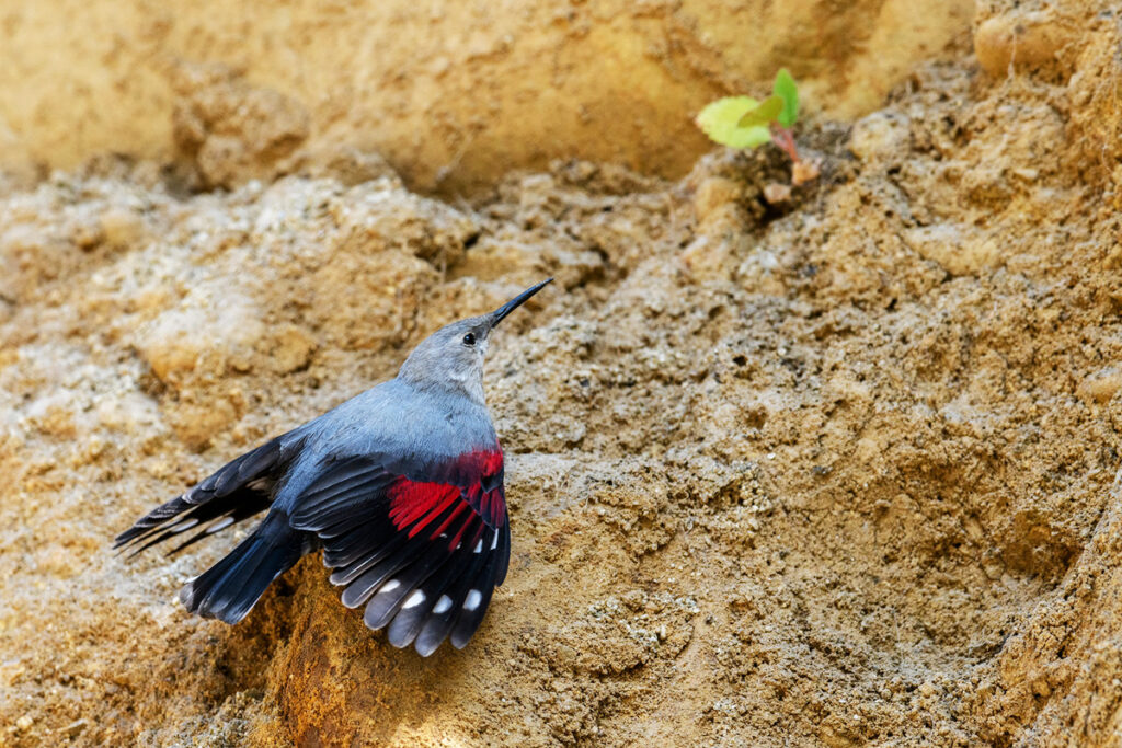 BIRDS OF SATTAL AND AROUND | Wild Kumaon Sattal