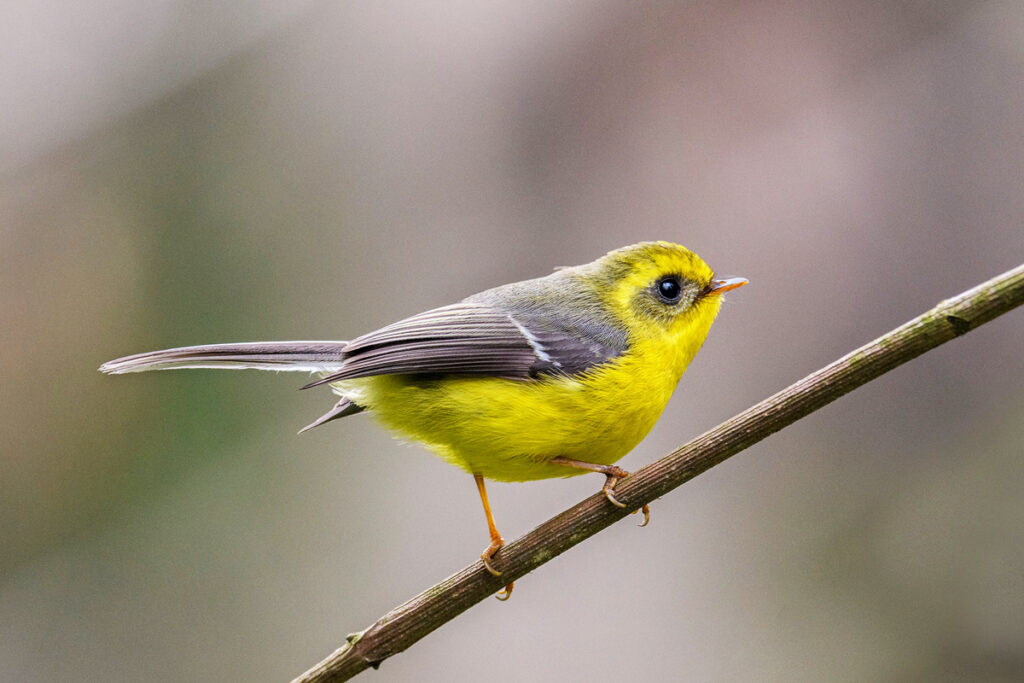 Yellow-bellied-Fantail | Wild Kumaon Sattal